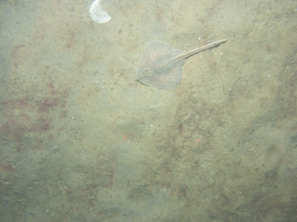 Mapping the Sea Floor