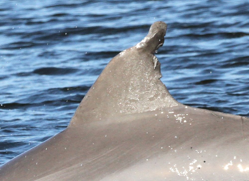 1,000 Photos of Dolphin Fins