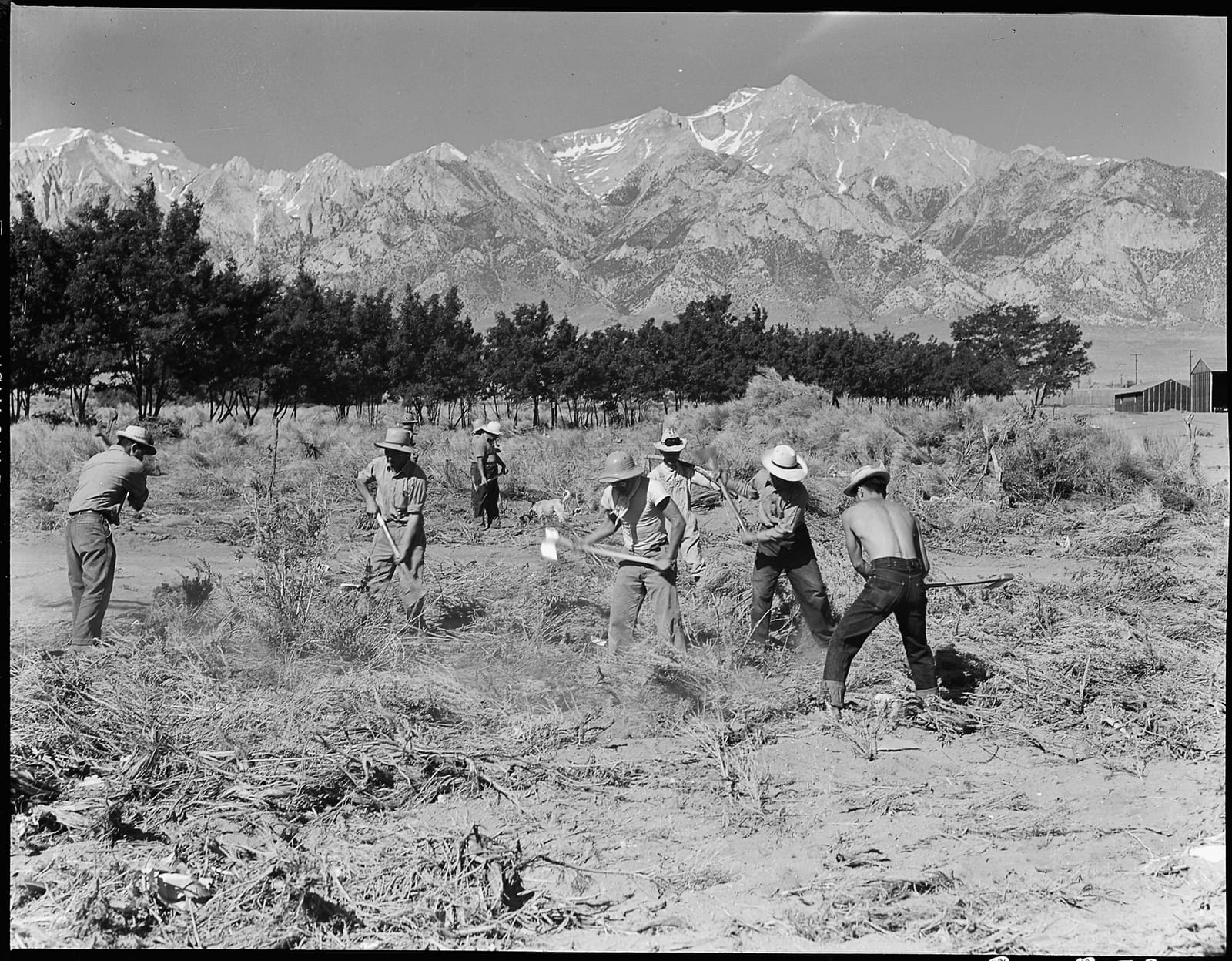 WWII Japanese Mass Incarceration collections