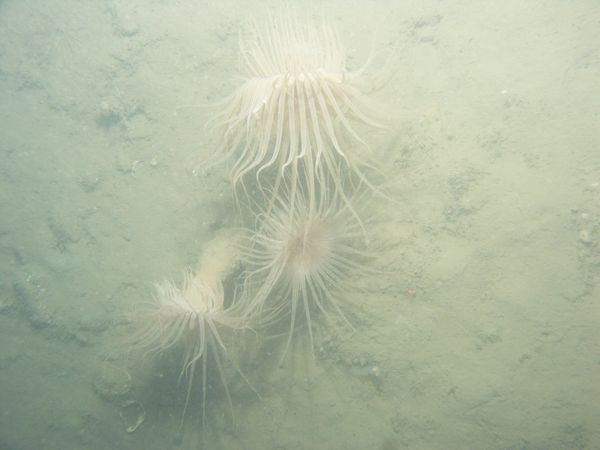 Mapping the Sea Floor