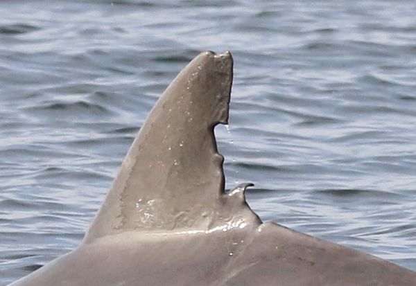 1,000 Photos of Dolphin Fins