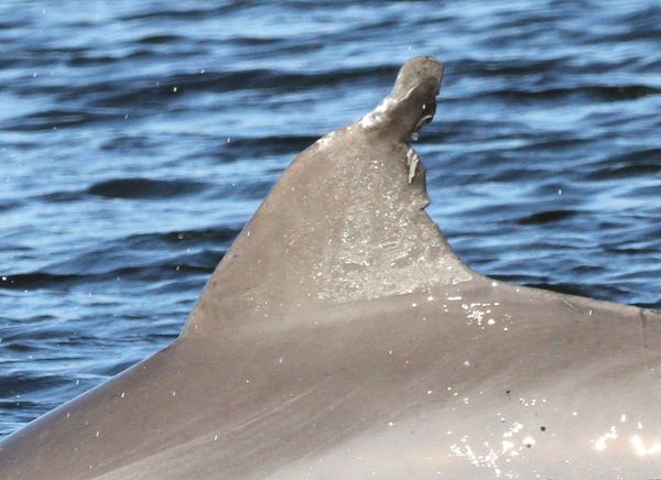 1,000 Photos of Dolphin Fins